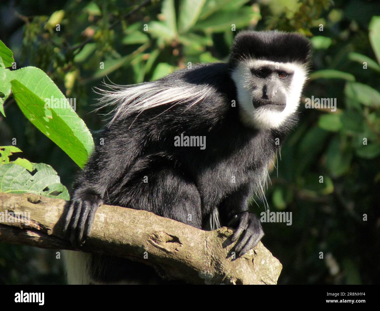 A monkey with long, glossy black hair perched atop a branch in a wooded ...