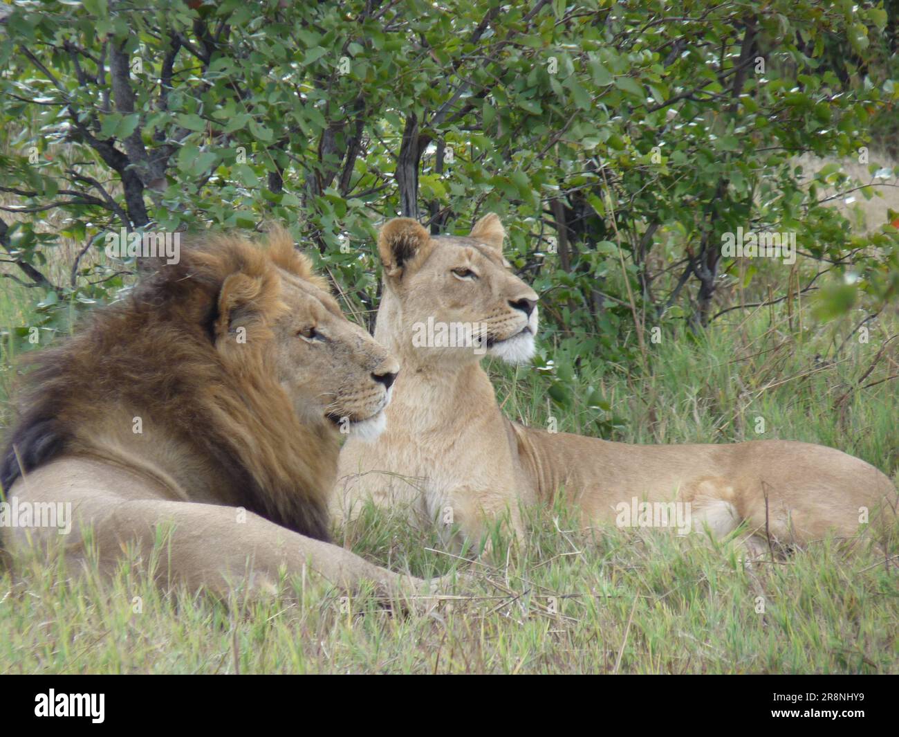 Two majestic African lions in a sunny savanna grassland, surrounded by ...