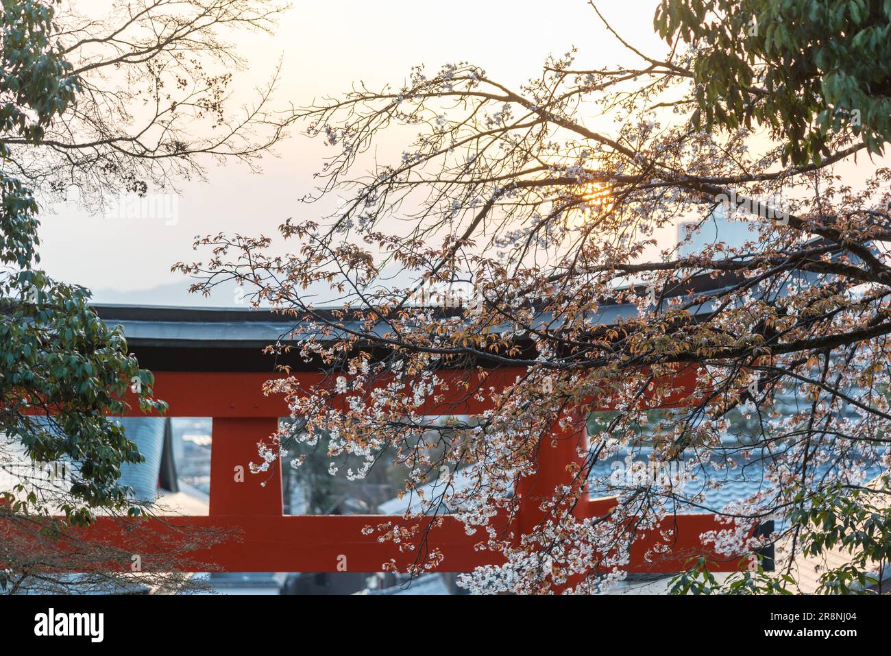 Cherry blossom fushimi inari taisha shrine hi-res stock photography and ...