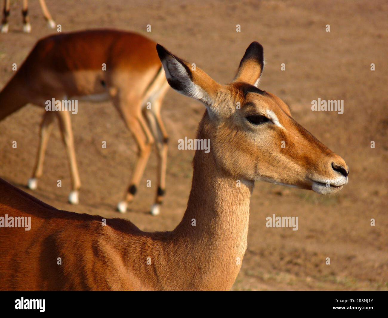 Two African antelopes side by side in a scenic open field Stock Photo ...