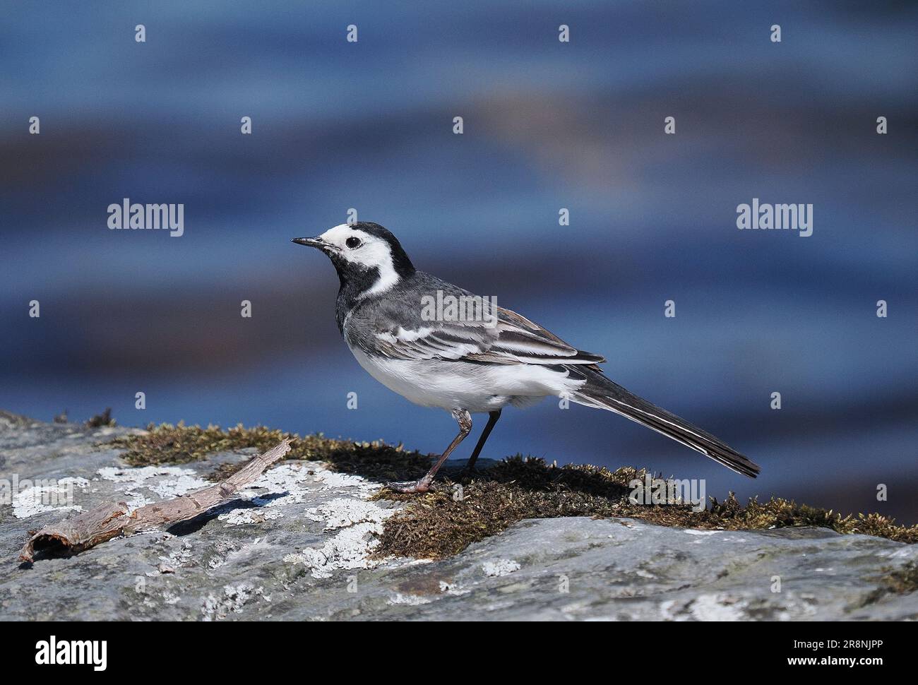 Pied wagtail is the resident black and white wagtail in the UK ...