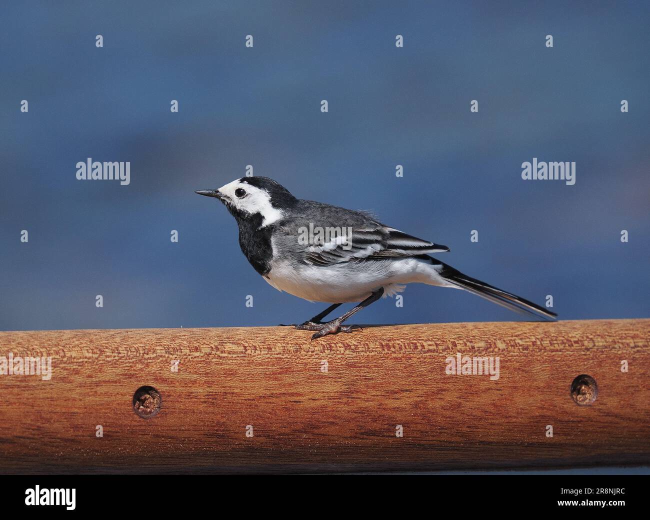 Pied wagtail is the resident black and white wagtail in the UK ...
