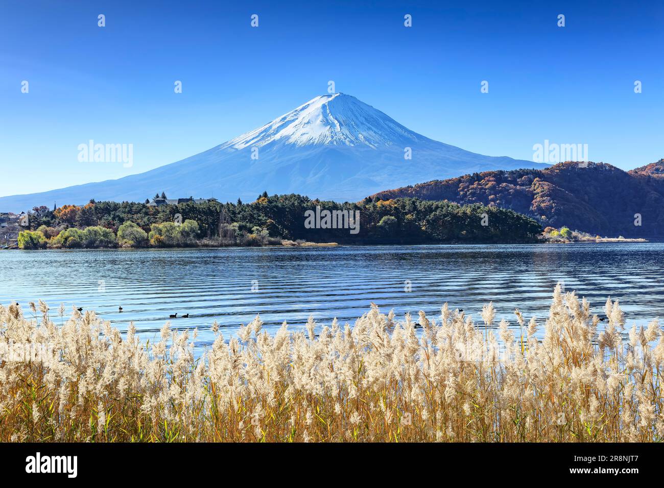 Japan silver grass hi-res stock photography and images - Alamy