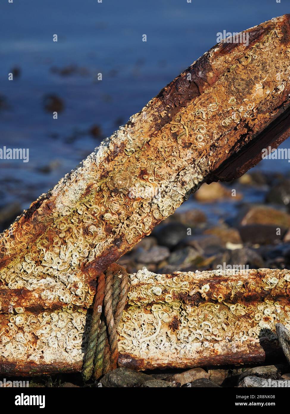 The old anchor lying on the beach was fascinating with its colours ...