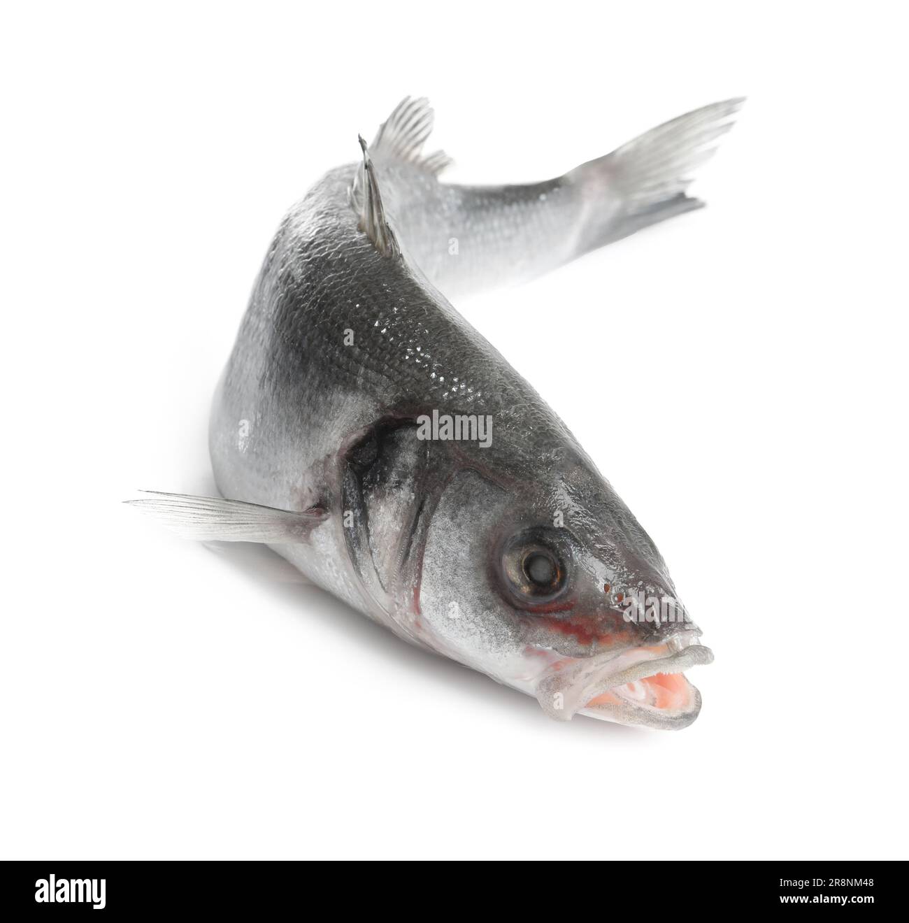 Fresh sea bass fish isolated on white Stock Photo - Alamy