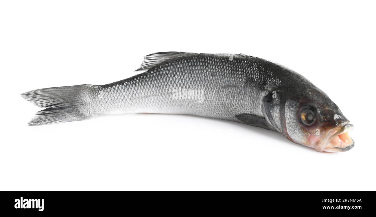 Fresh sea bass fish isolated on white Stock Photo - Alamy