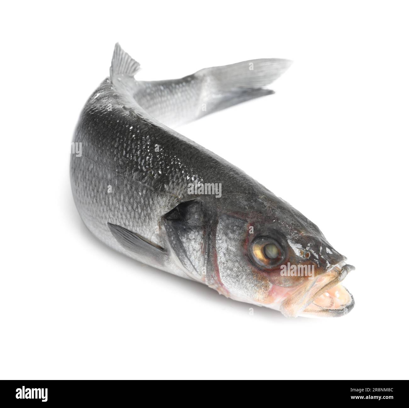 Fresh sea bass fish isolated on white Stock Photo - Alamy