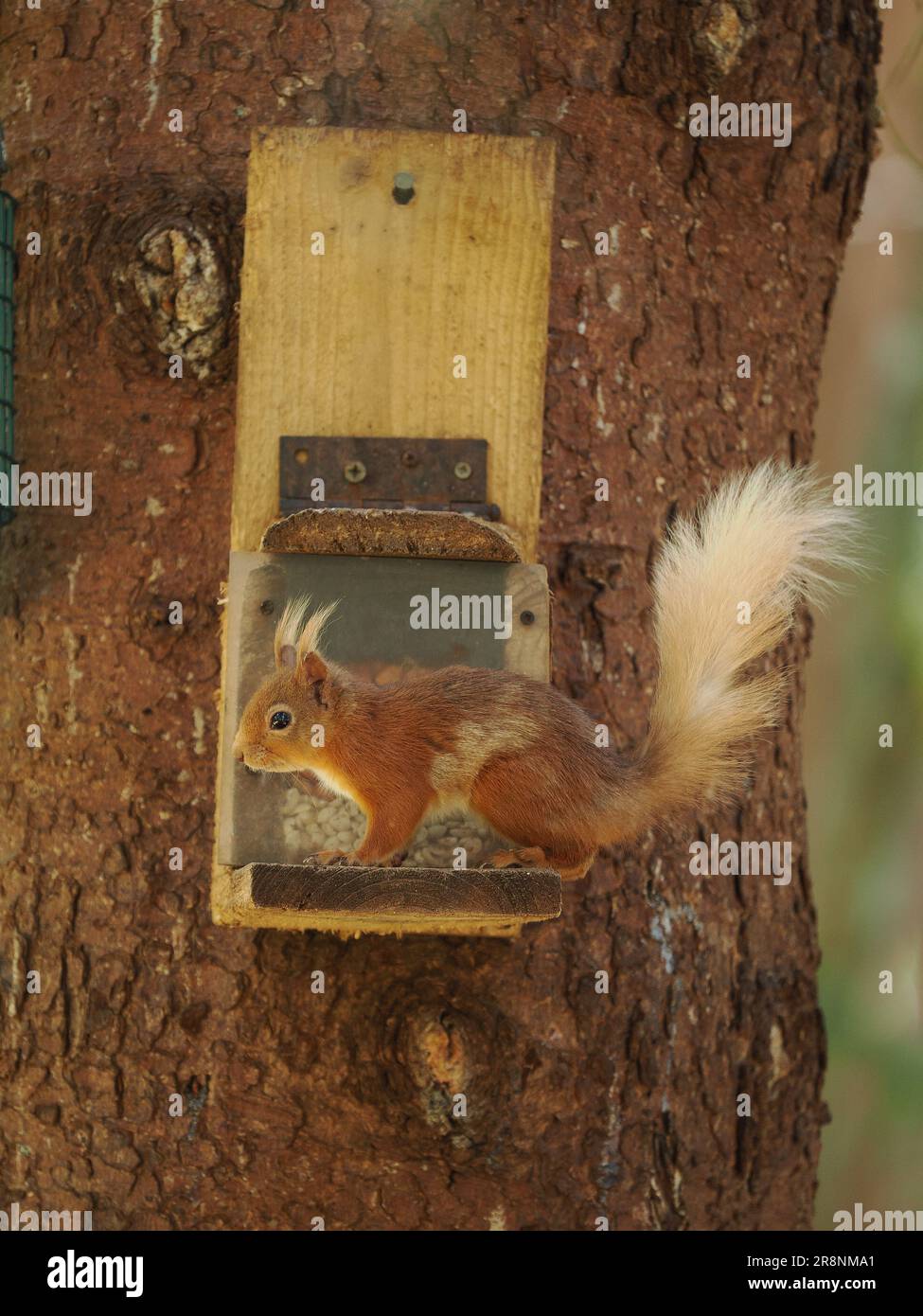 Red squirrels are fed with supplementary food, especially nuts, in some ...