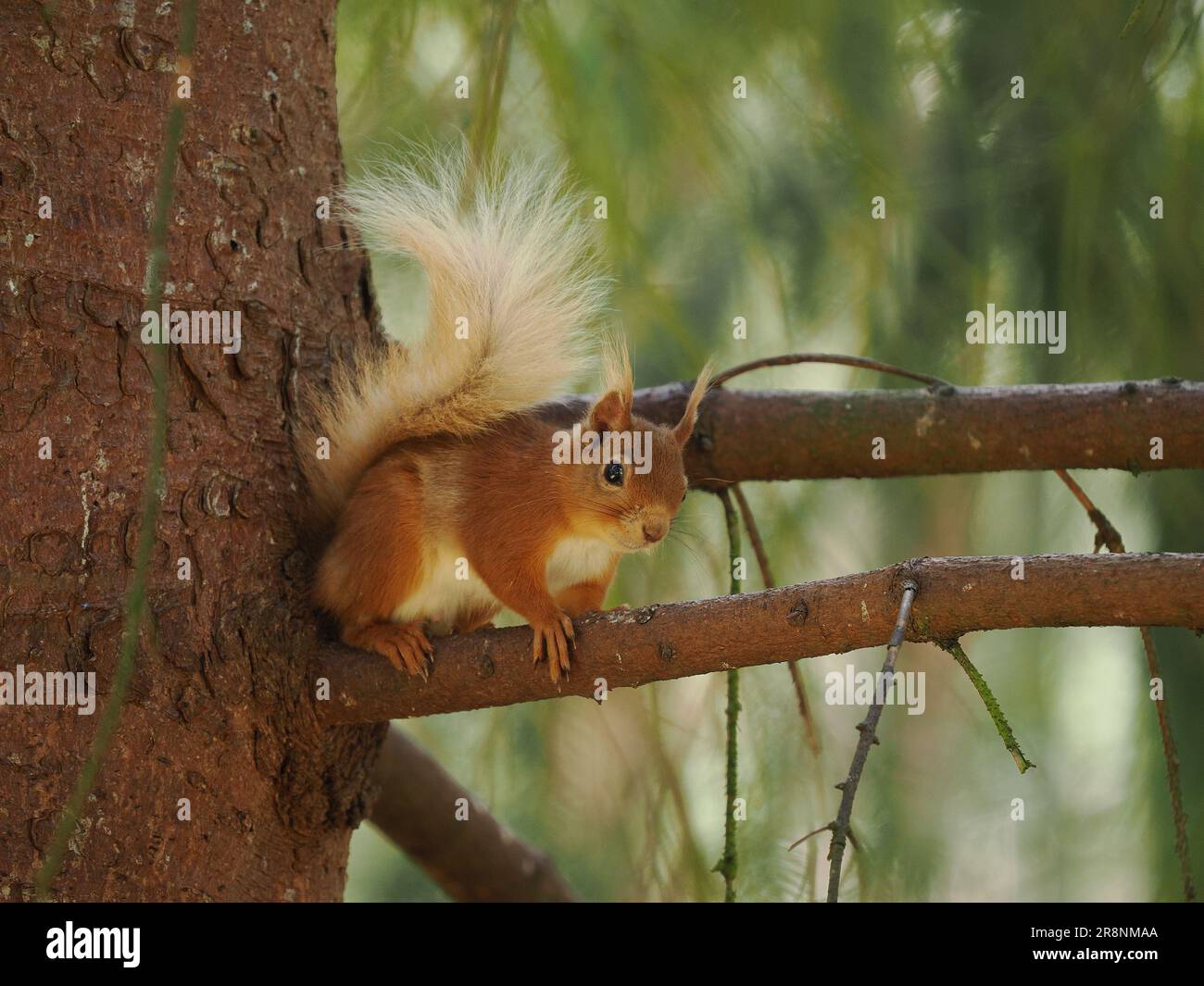 Red squirrels are fed with supplementary food, especially nuts, in some ...