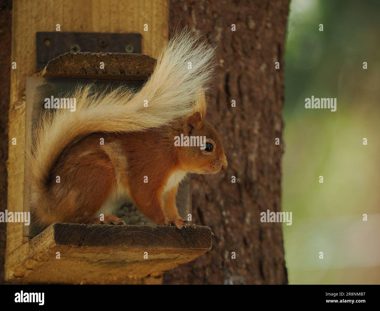 Red squirrels are fed with supplementary food, especially nuts, in some ...