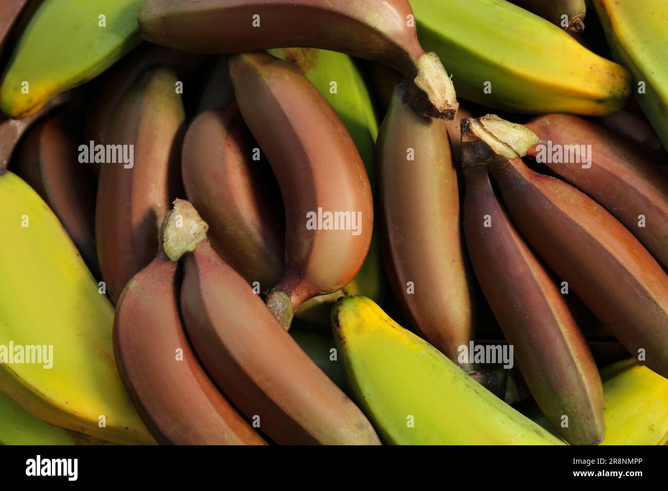 Different types of bananas as background, top view Stock Photo - Alamy