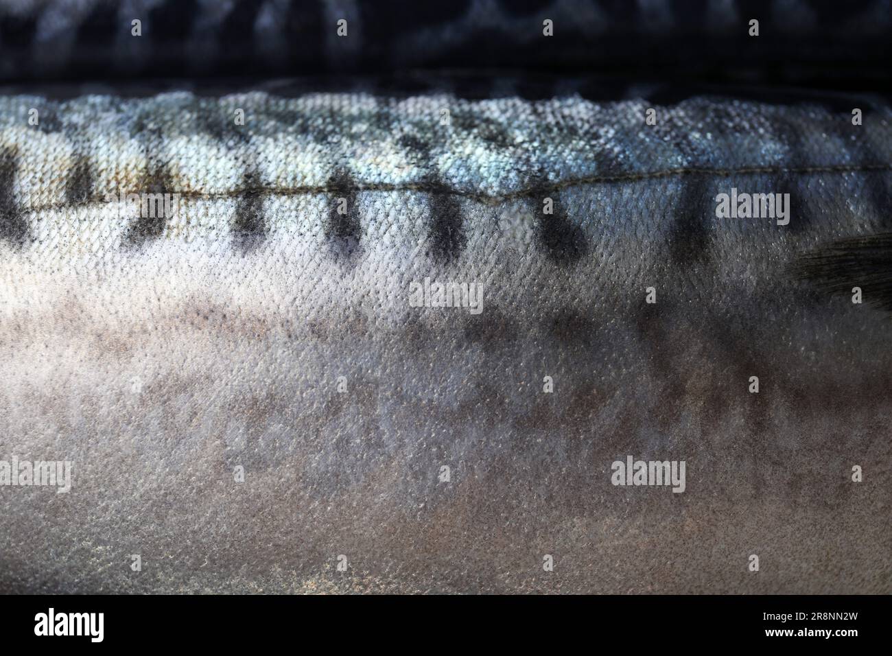 Texture of raw mackerel as background, closeup Stock Photo - Alamy