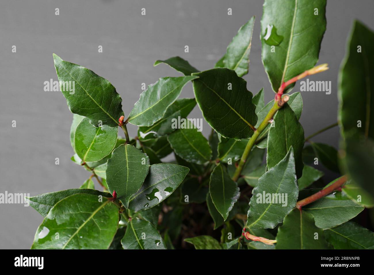 Bay tree with green leaves growing on grey background, closeup Stock ...