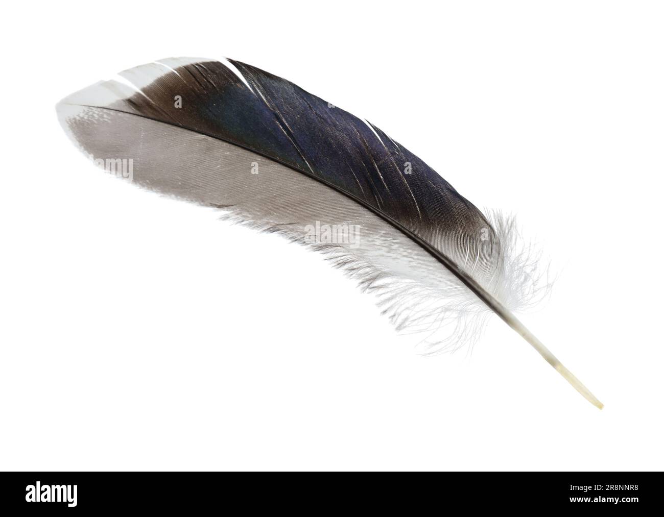 Beautiful grey bird feather isolated on white Stock Photo - Alamy