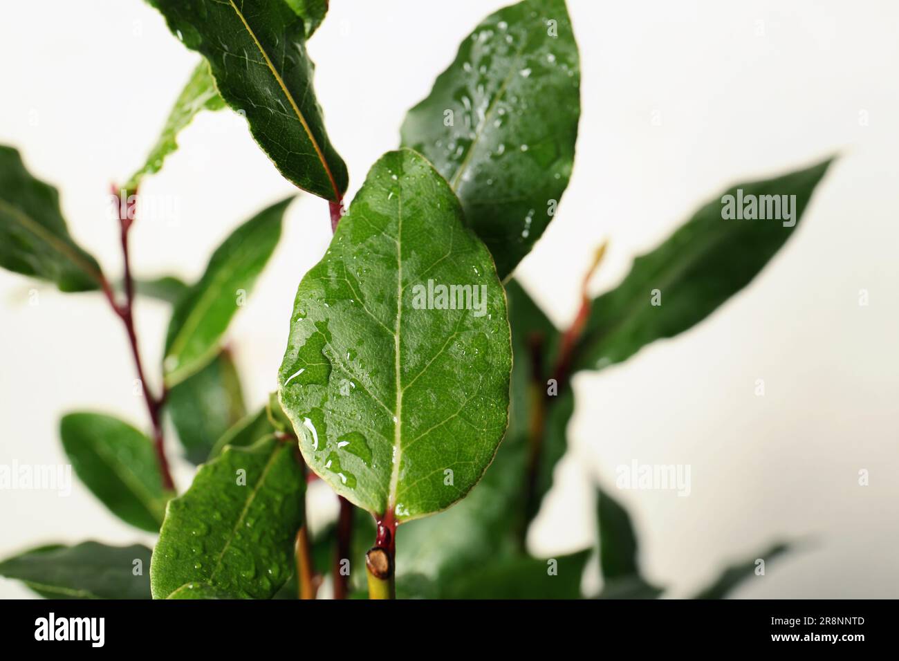 Bay tree with green leaves growing on white background, closeup Stock ...
