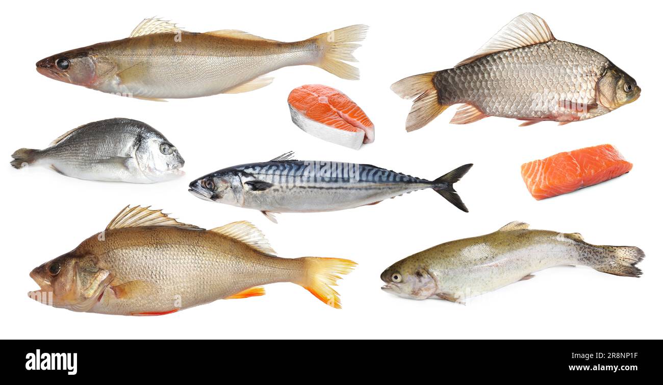 Collage with different types of raw fish on white background Stock ...