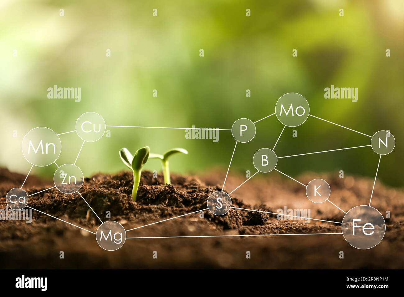Young seedlings growing in soil and scheme with chemical elements Stock ...