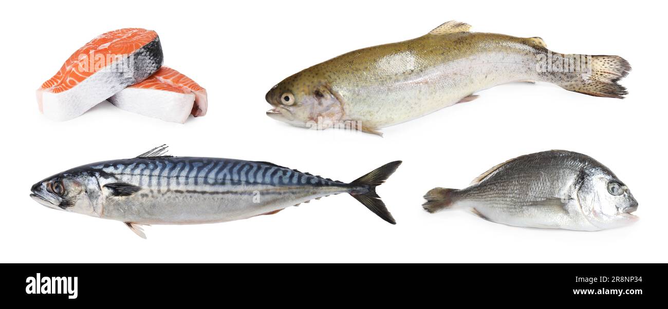Collage with different types of raw fish on white background Stock ...