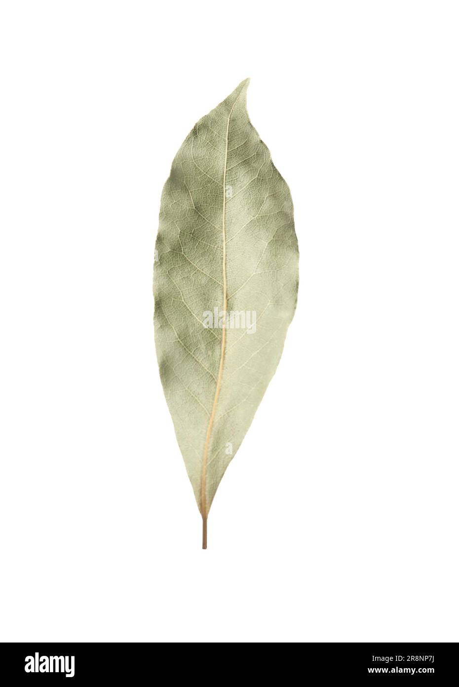 One aromatic bay leaf isolated on white Stock Photo - Alamy