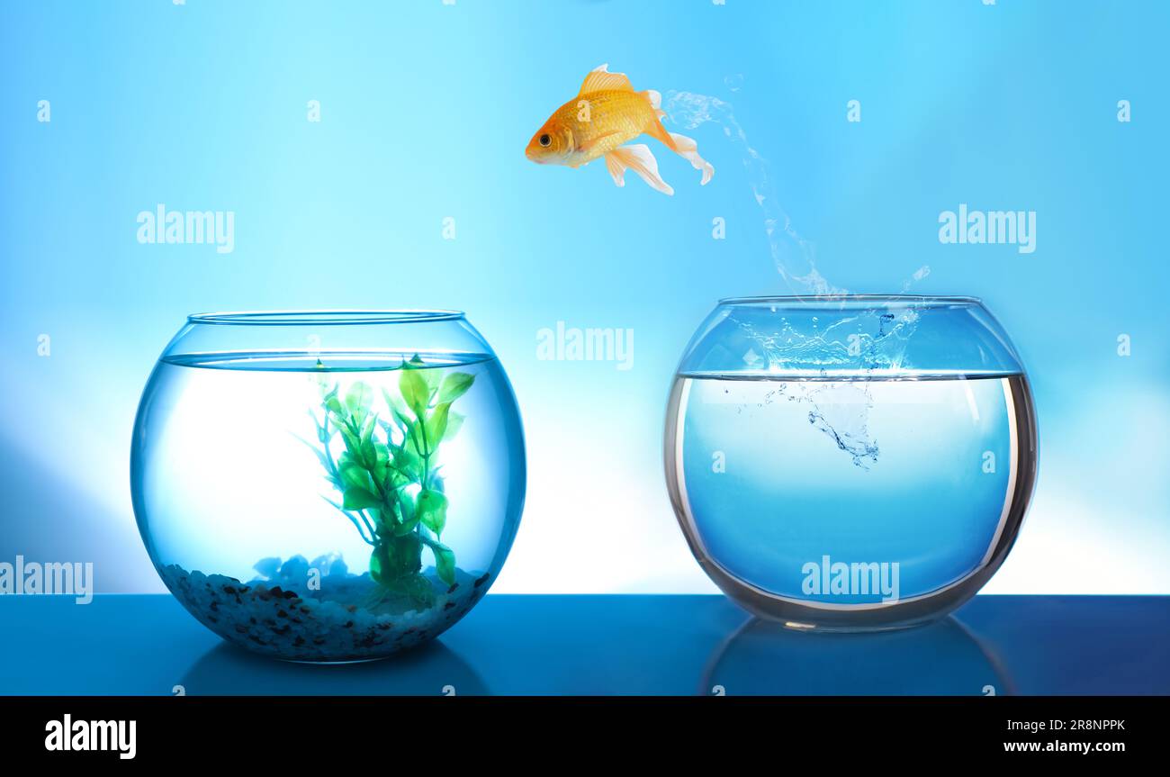 Goldfish jumping from glass fish bowl into another one on blue ...