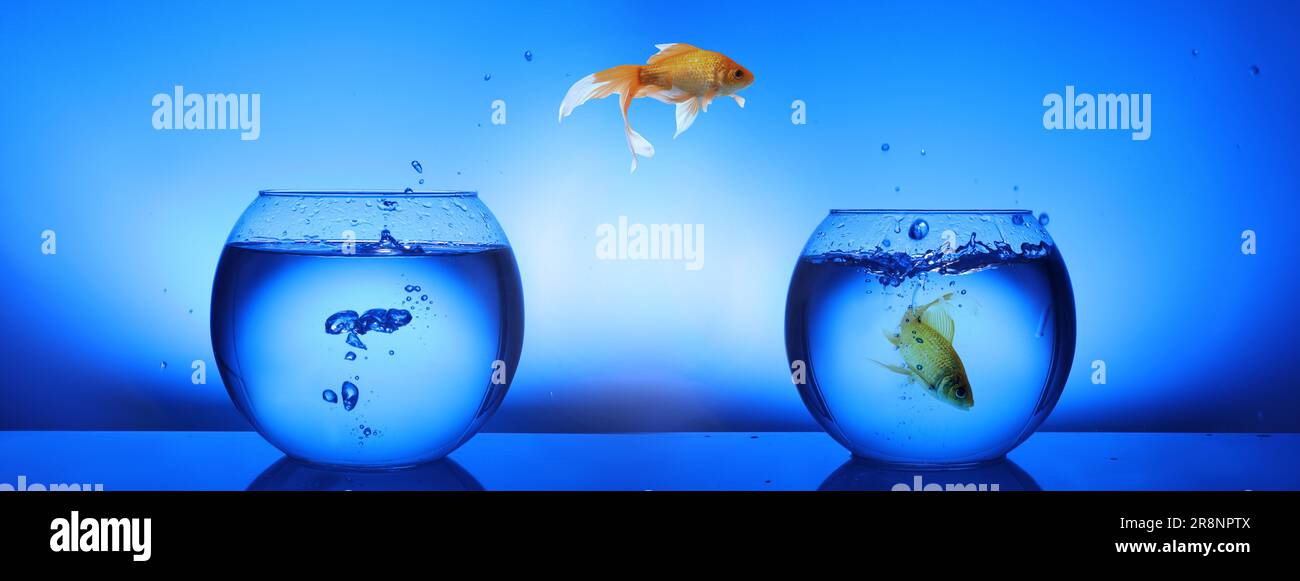 Goldfish jumping from glass fish bowl into another one on blue ...