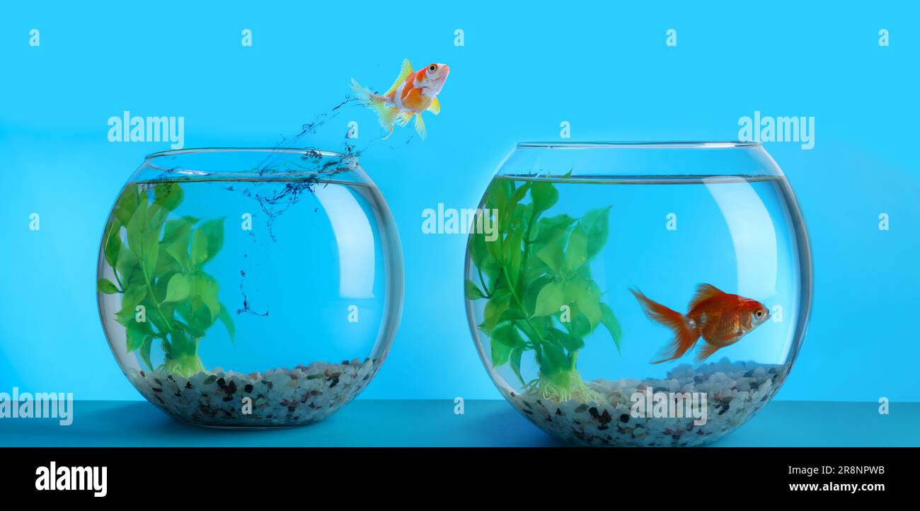 One Goldfish In A Bowl