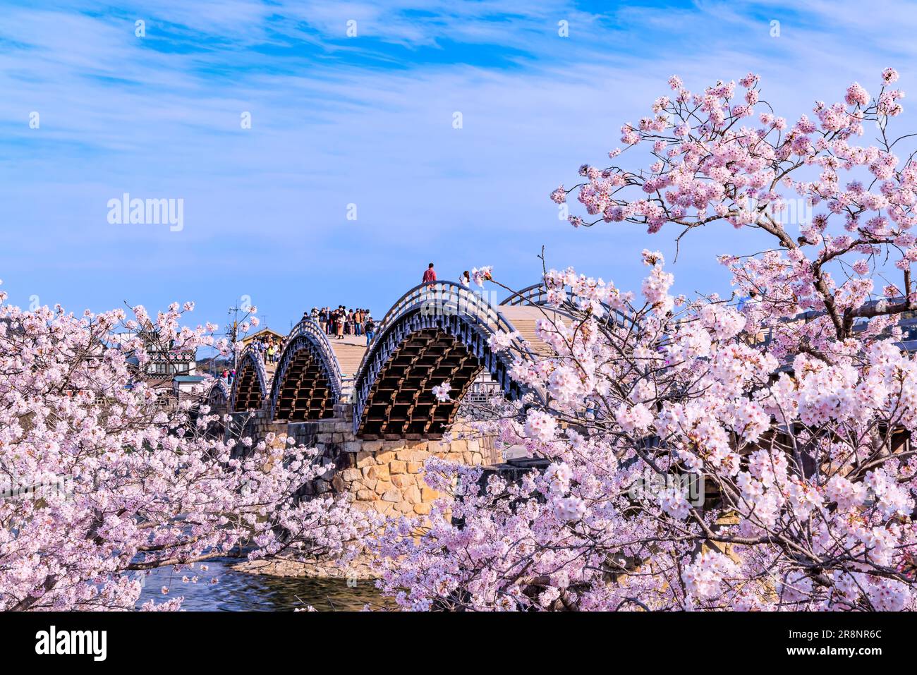 Kintai-bashi bridge and cherry blossoms Stock Photo - Alamy