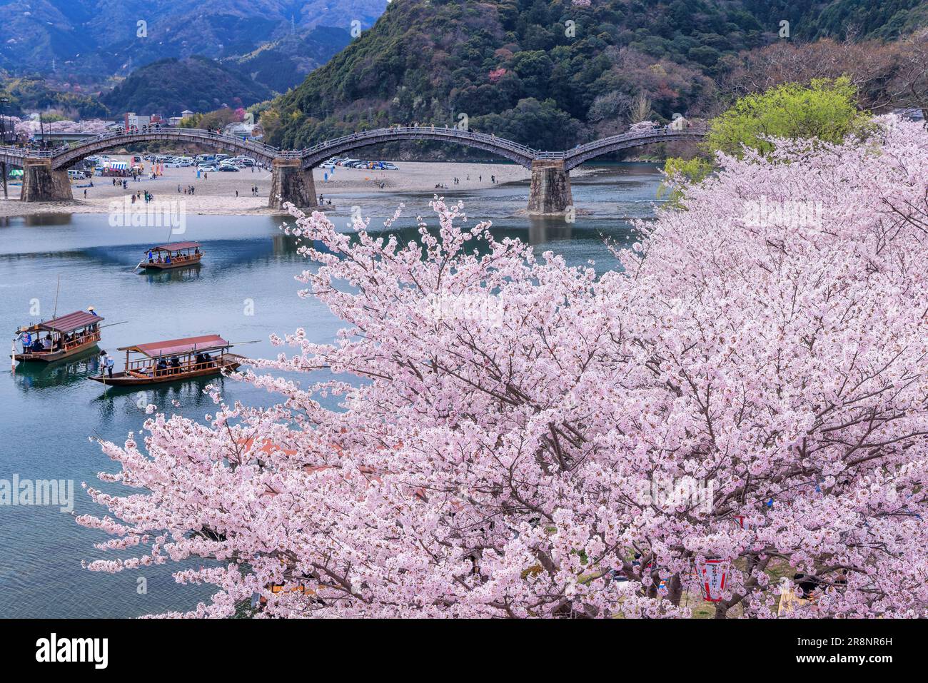 Kintai-bashi bridge and cherry blossoms Stock Photo - Alamy