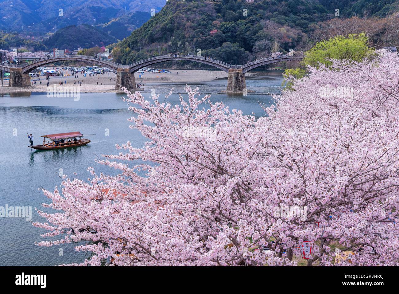 Sakura Festival Kintai
