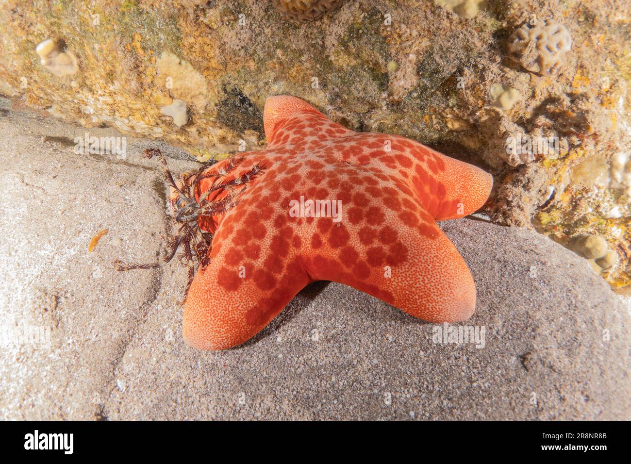 Starfish On the seabed in the Red Sea, Eilat Israel Stock Photo - Alamy