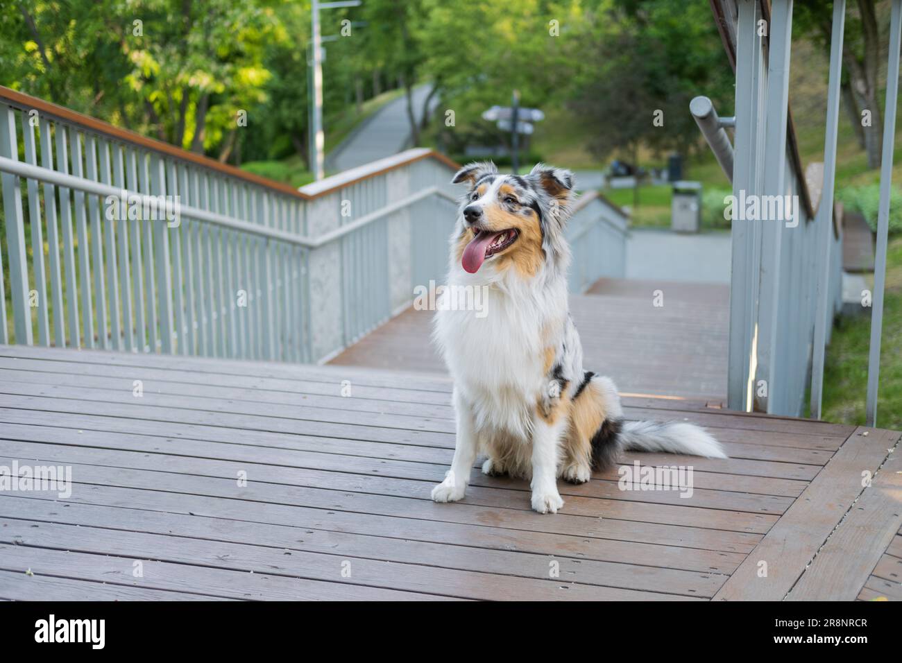 Portrait of a gorgeous blue merle aussie dog in urban park. Cute ...