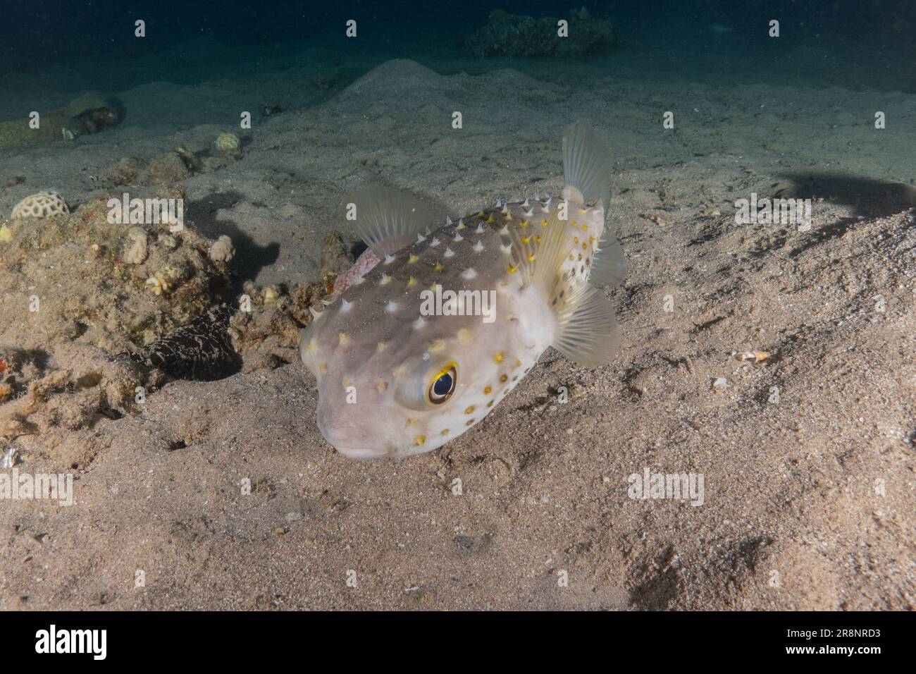 Fish swimming in the Red Sea, colorful fish, Eilat Israel Stock Photo ...