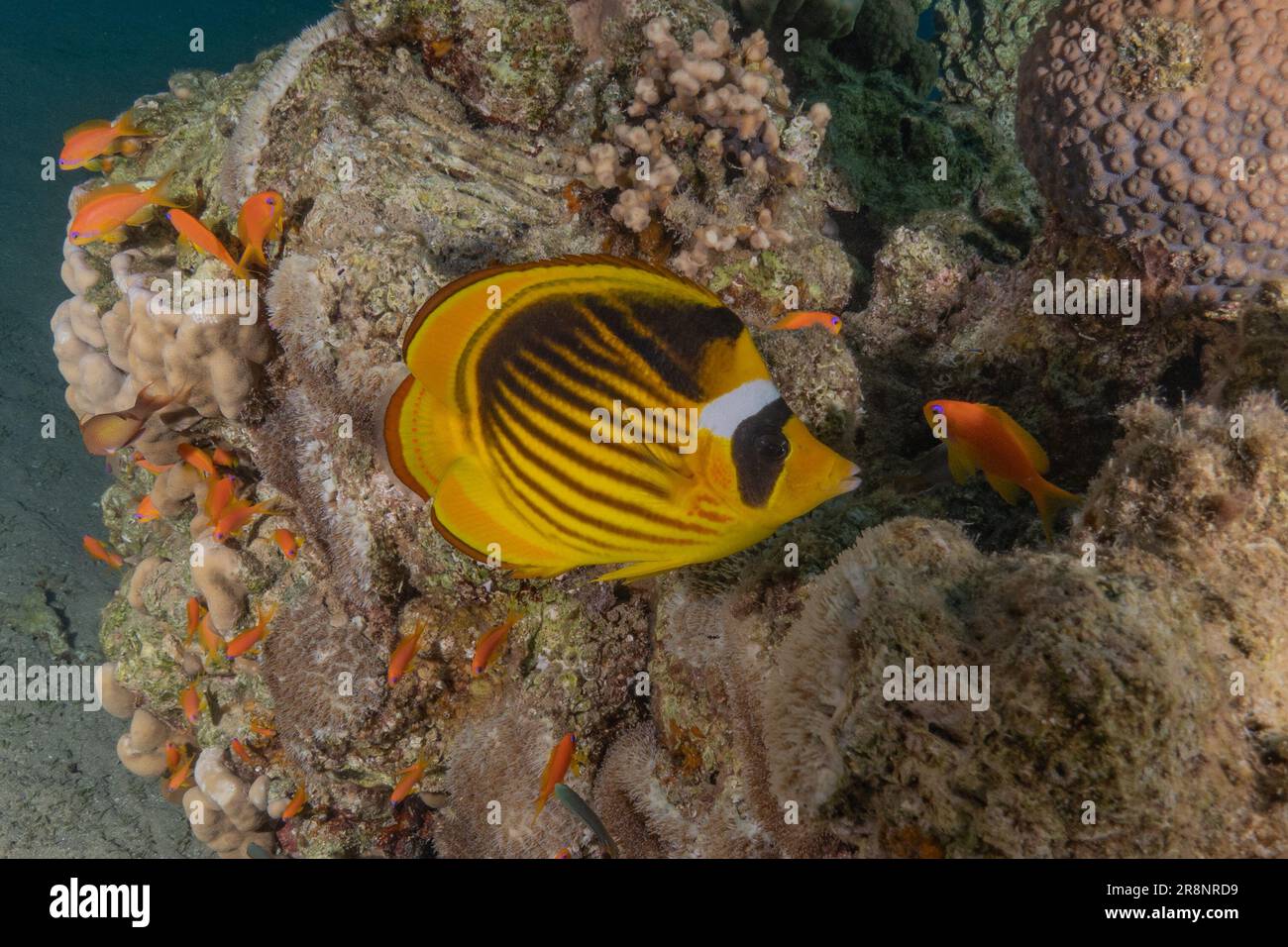 Fish swimming in the Red Sea, colorful fish, Eilat Israel Stock Photo ...