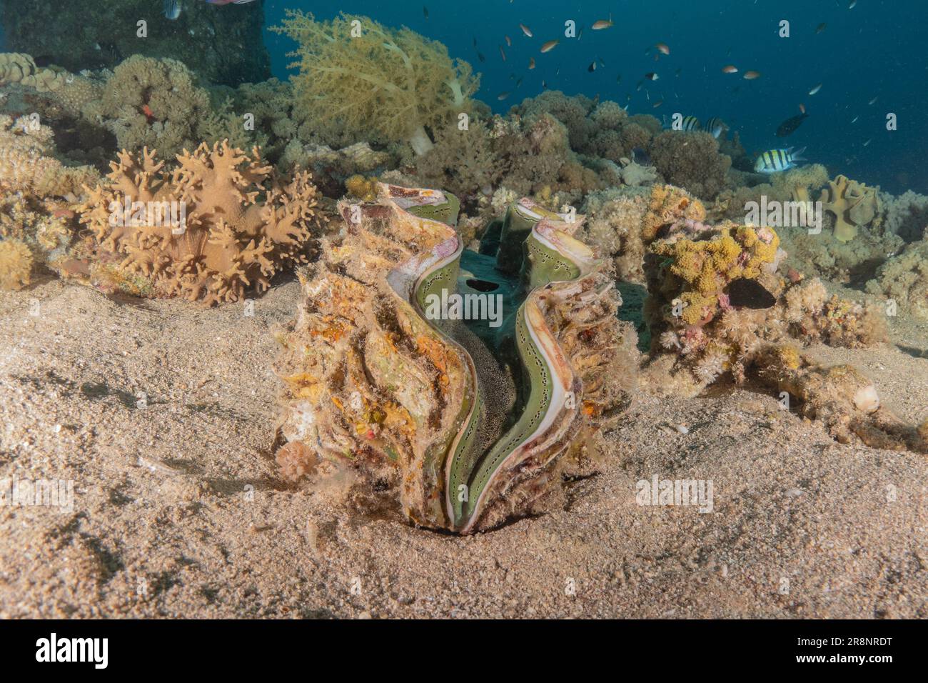 Giant Clam in the Red Sea Colorful and beautiful, Eilat Israel Stock ...