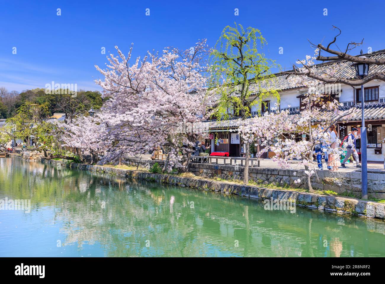 Cherry blossoms in Kurashiki Bikan Historical Area Stock Photo - Alamy