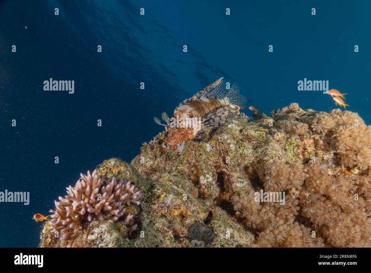 Lion fish in the Red Sea colorful fish, Eilat Israel Stock Photo - Alamy
