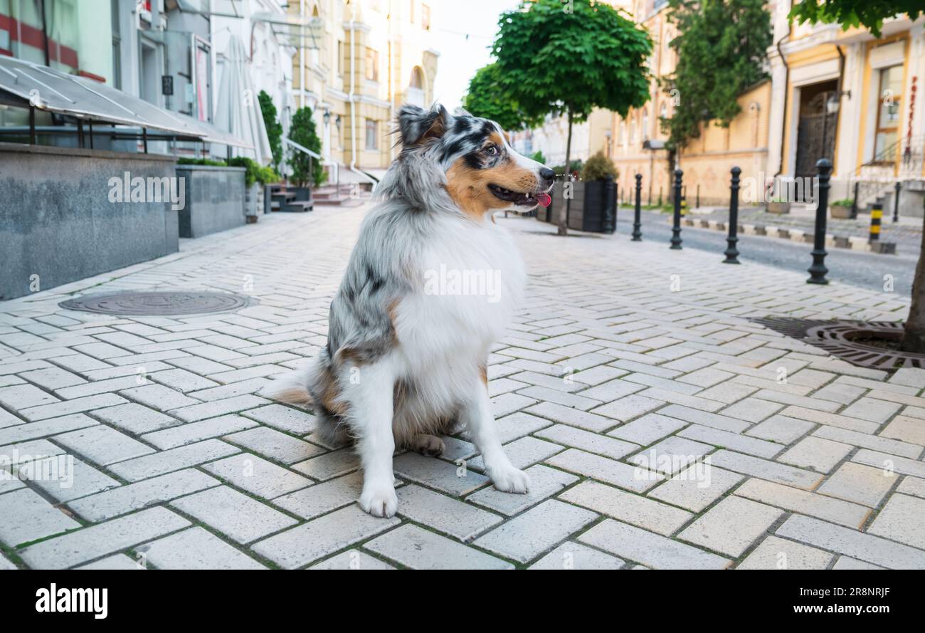 Funny australian shepherd dog sitting on a pavement. Blue merle ...
