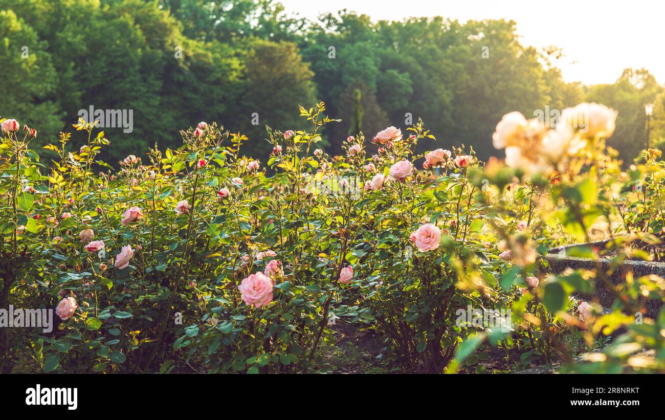 Beautiful pink roses in a rose garden lit by the setting sun Stock ...