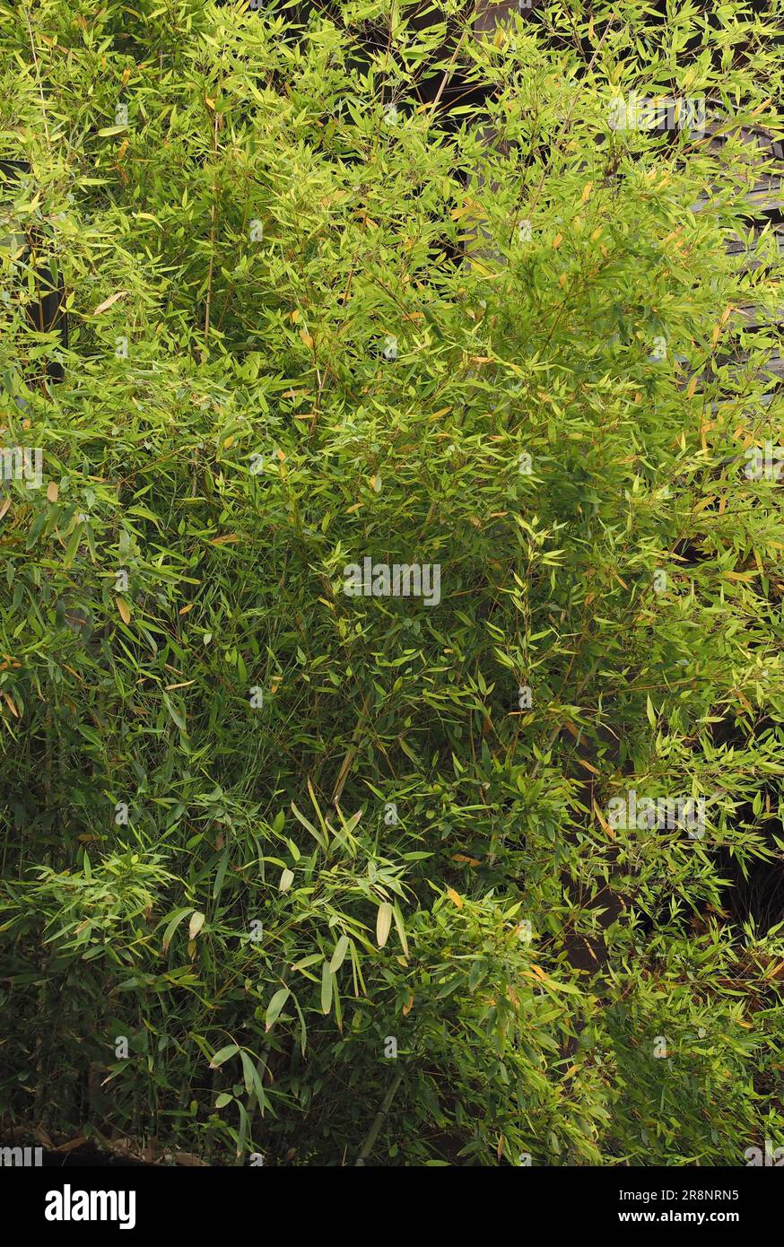 bamboo tree scientific classification Angiosperms BOP Bambusoideae ...