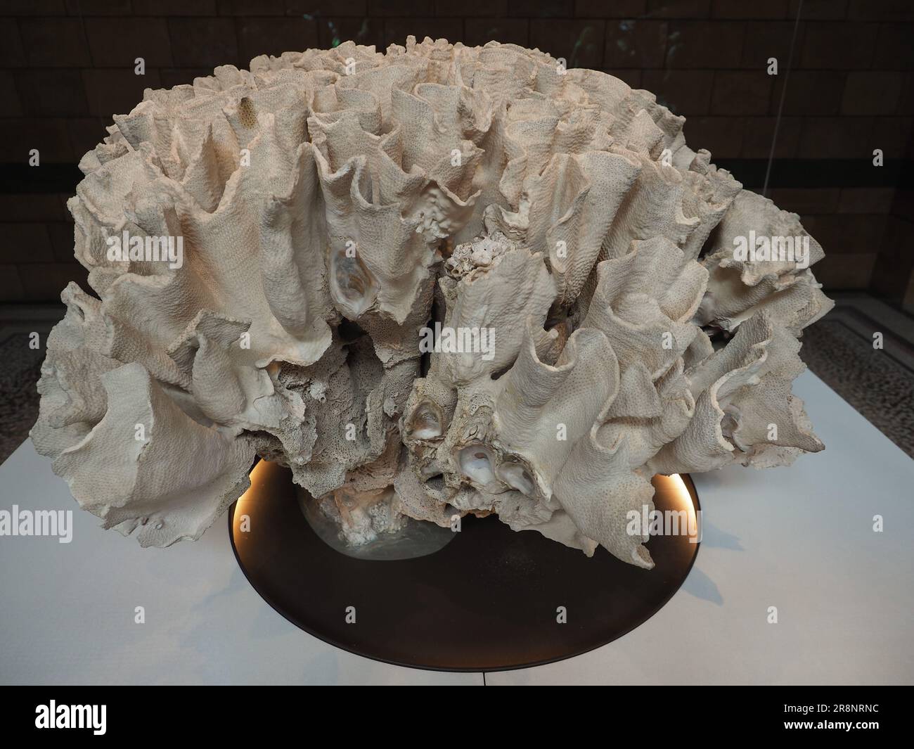 Coral reefs specimen of an underwater ecosystem Stock Photo - Alamy