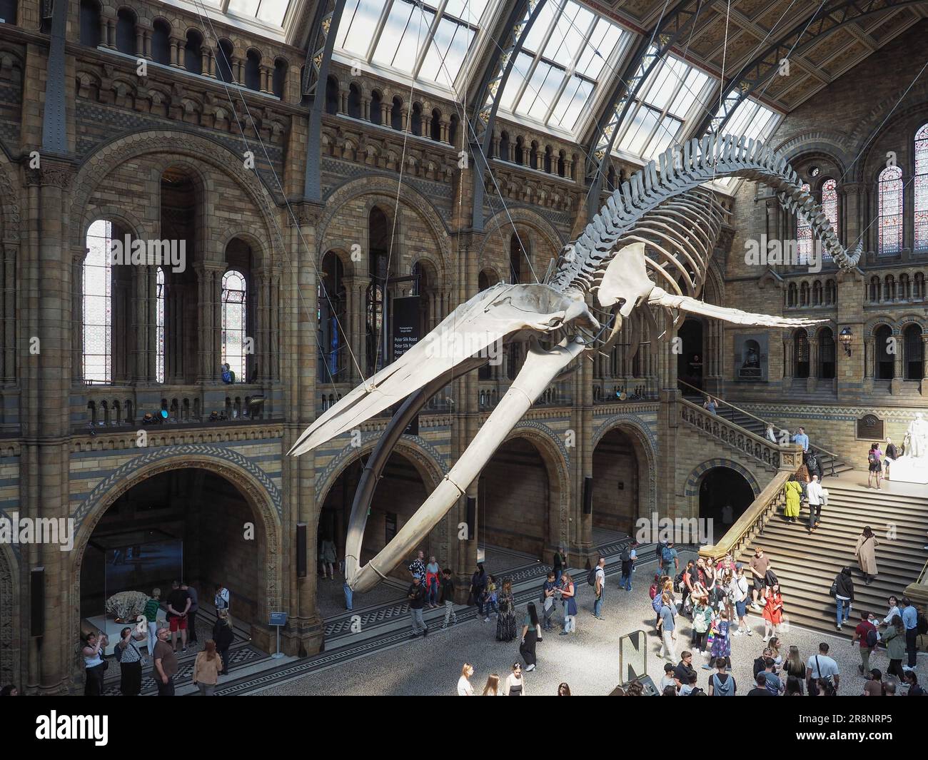 LONDON, UK - JUNE 09, 2023: Blue whale skeleton in the Hintze Hall at ...
