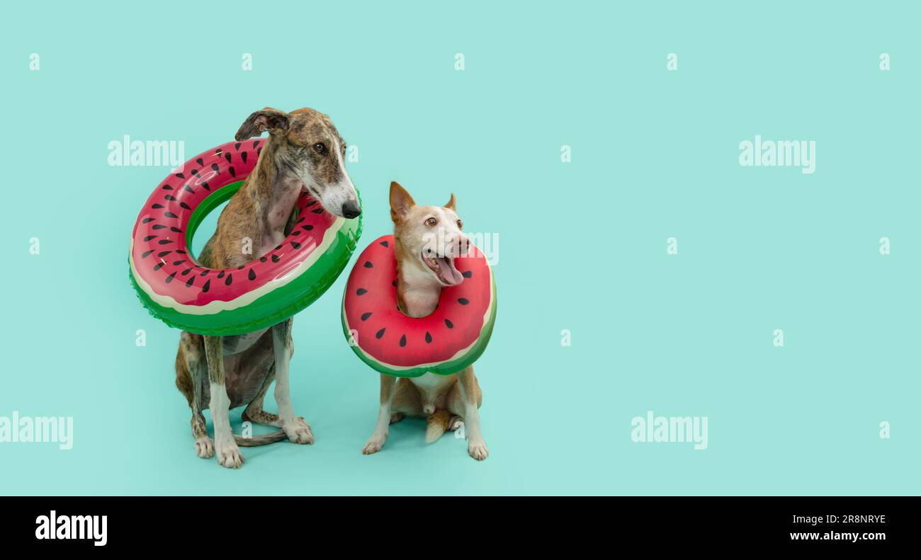 Summer pets. Houng and greyhound inside of a watermelon float ring ...