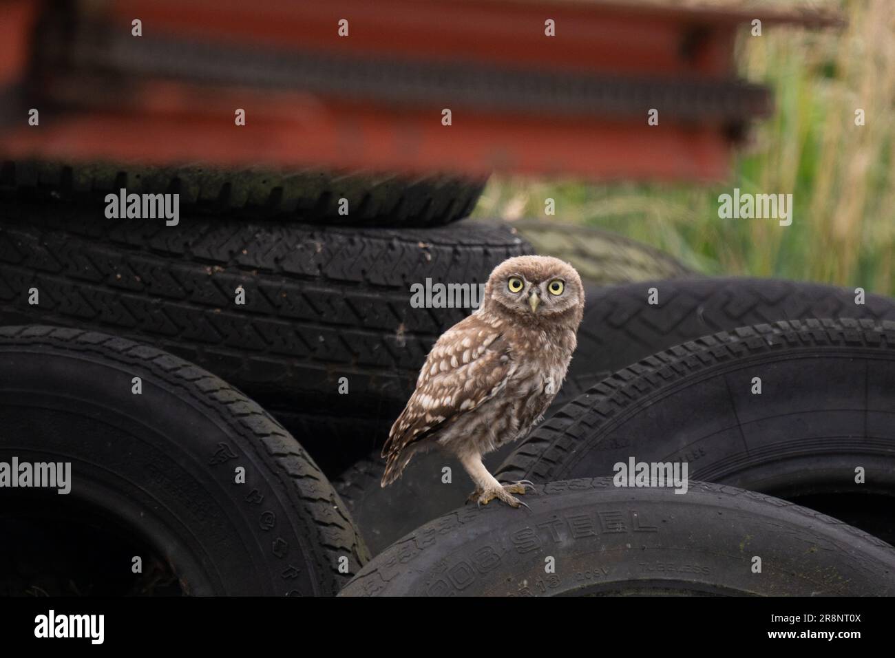 An owl perched atop a pile of discarded tires on a city street Stock ...