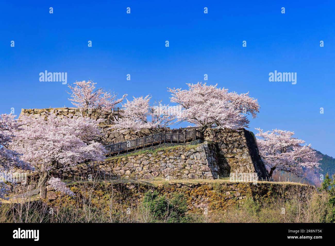 Cherry Blossoms at Takeda Castle Stock Photo - Alamy