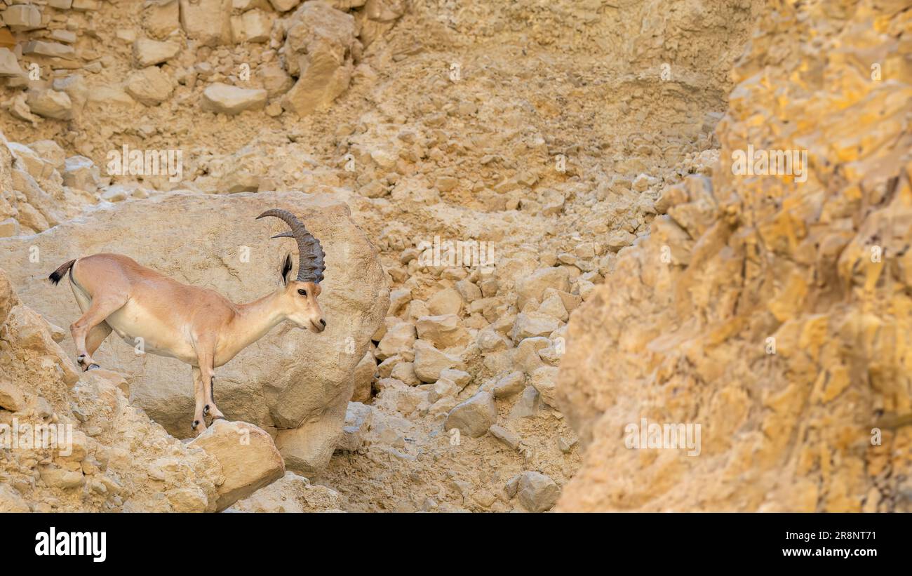 Nubian ibex in Ein Gedi, Israel. Ein Gedi is an oasis and a nature ...