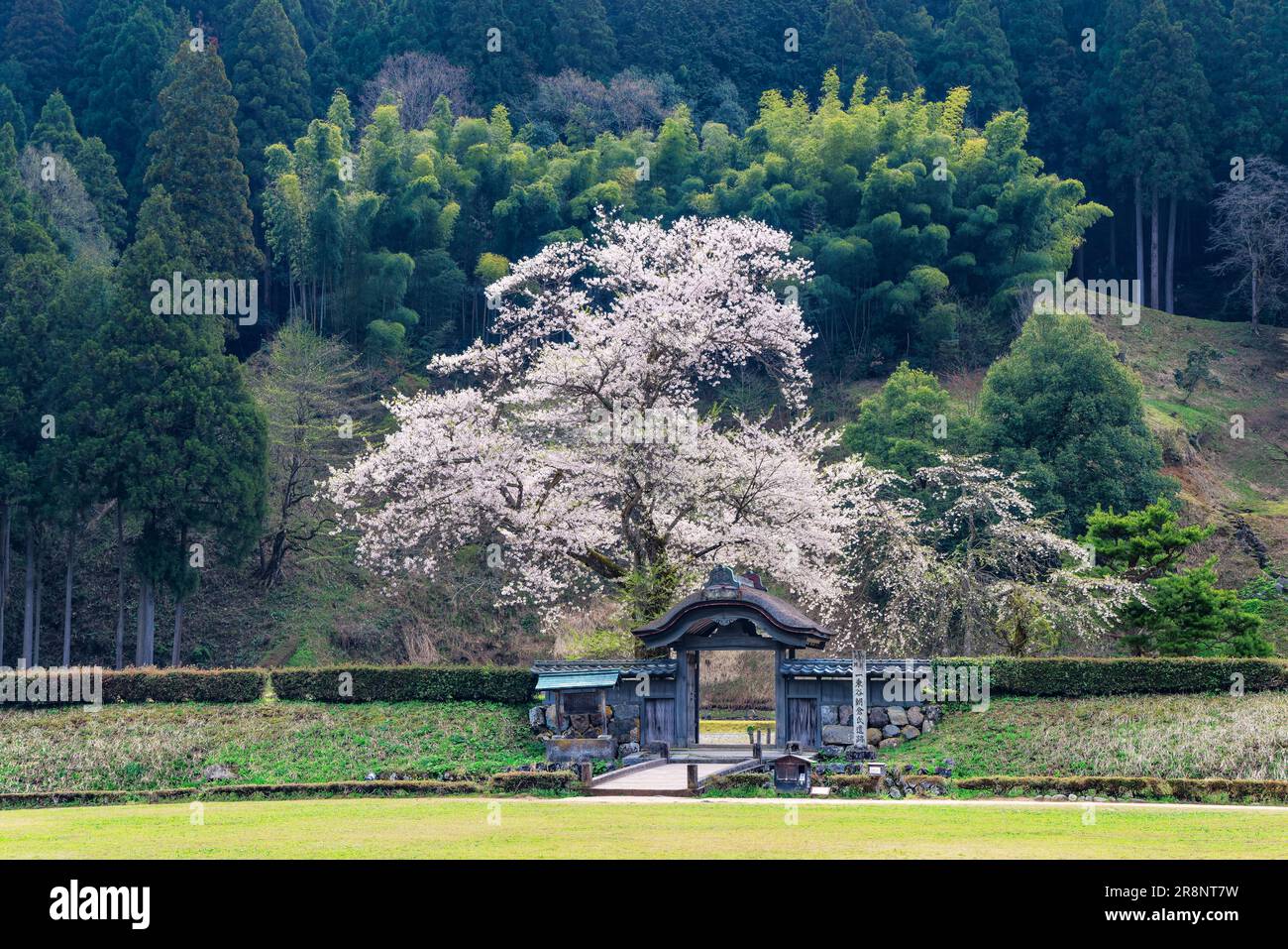 Cherry blossoms at the Ichijodani Asakura clan site Stock Photo - Alamy