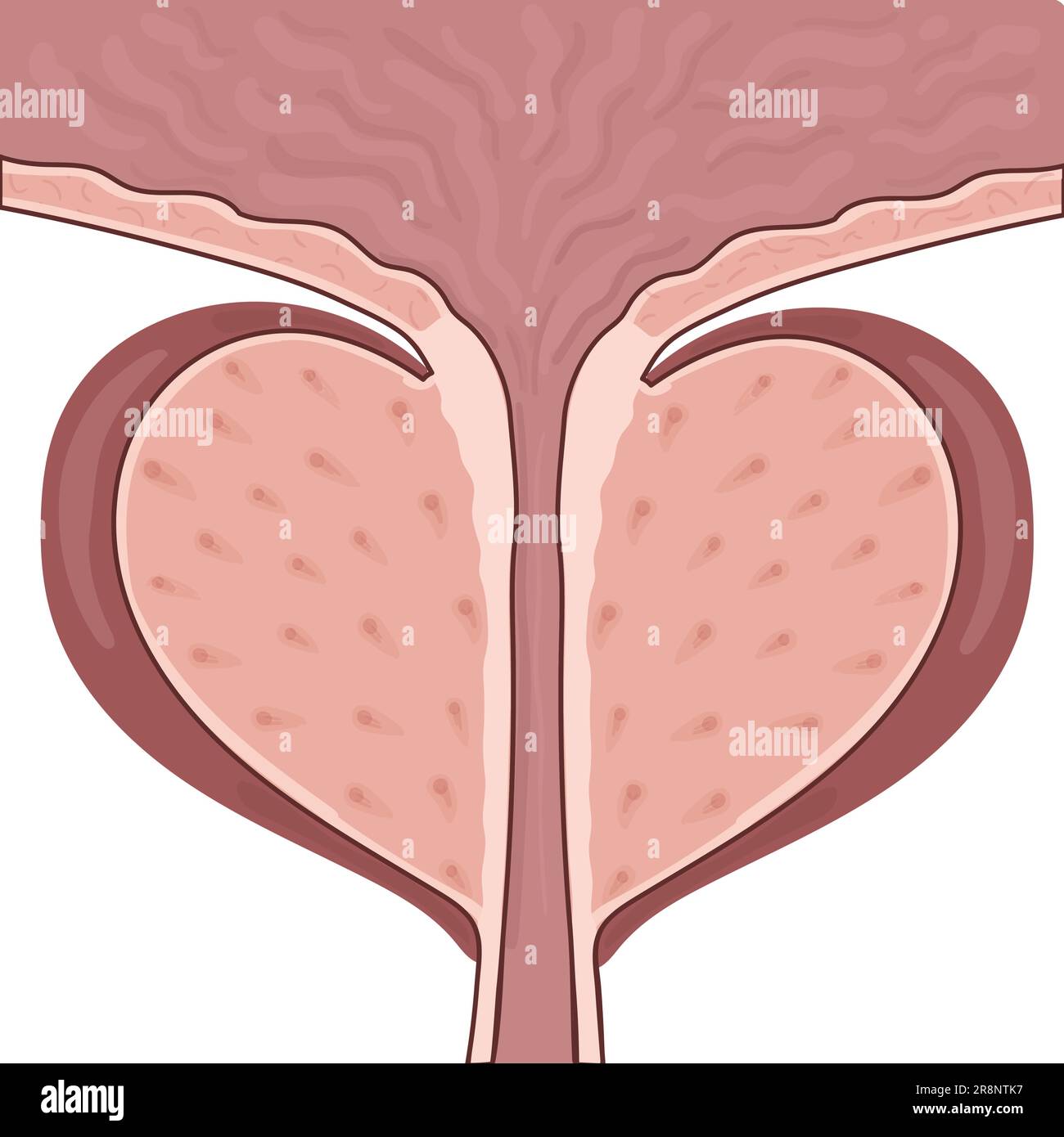 Prostate Gland Diagram