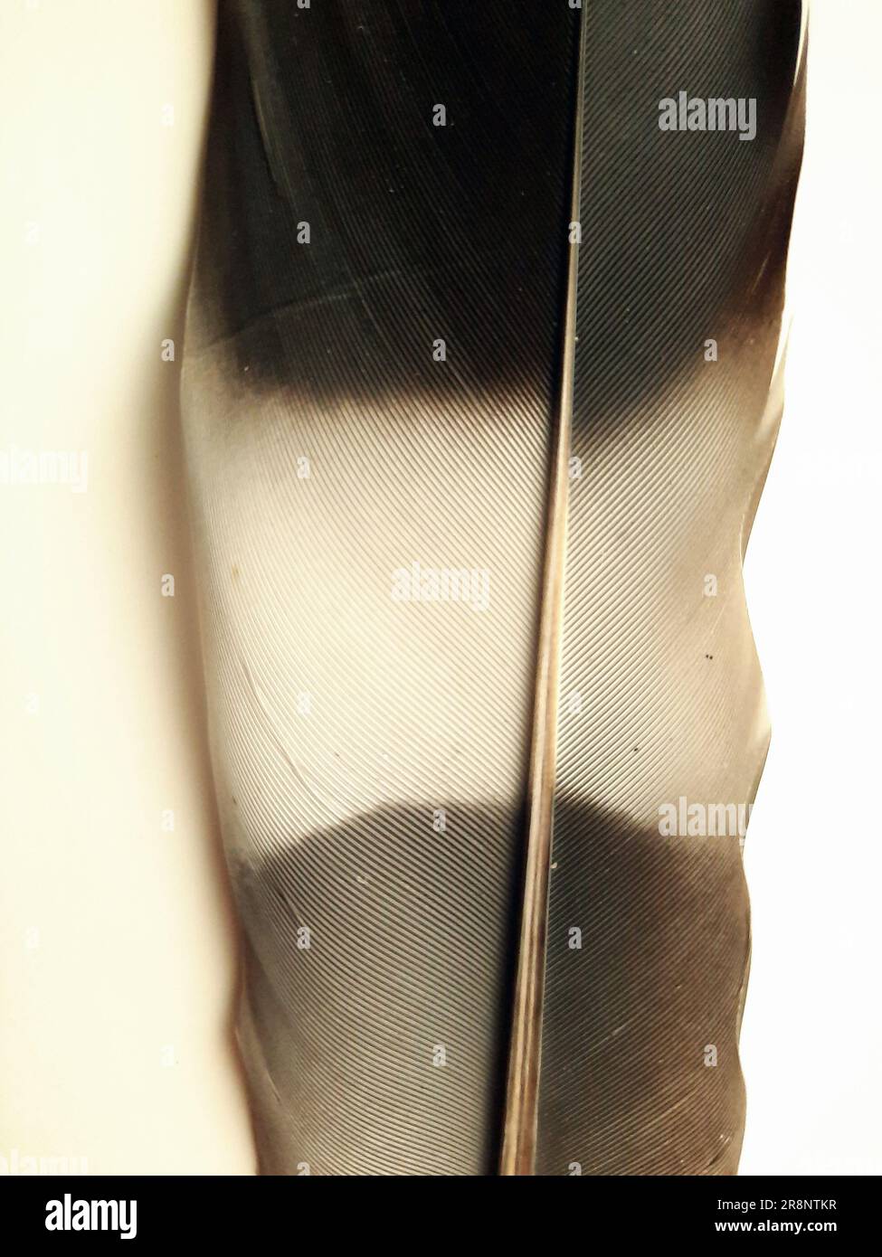 A Close-up shot of a bird's tail feathers in black and white against a plain white background ...