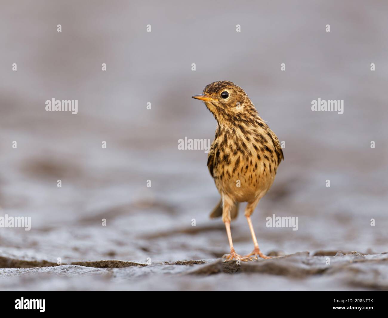 Cute Meadow Pipit (Anthus pratensis) standing on ground , looking left ...