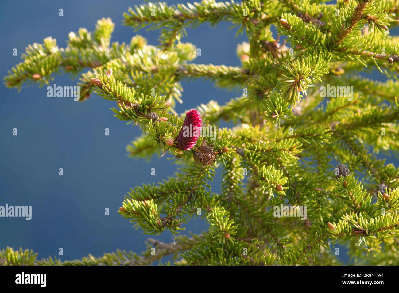 the young red cone from a spruce tree at a sunny summer day on the ...